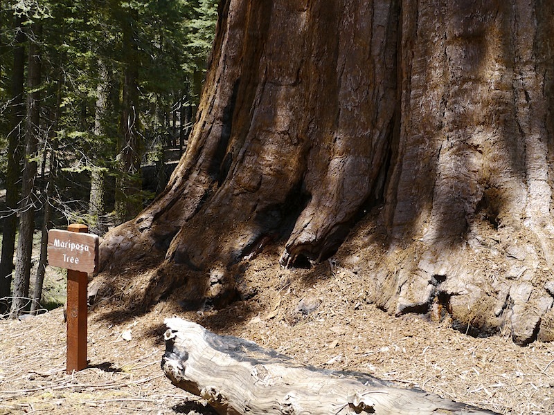 The Giants of California – Giant Sequoias! – Lowes Travels