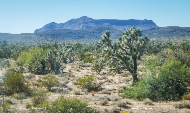 The Desert Rats are Back in Southwest Arizona! – Lowes Travels